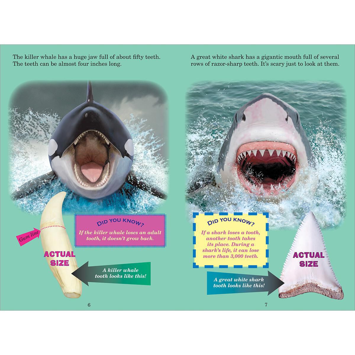 Who Would Win? Killer Whale vs. Great White Shark 10-pack | Classroom ...