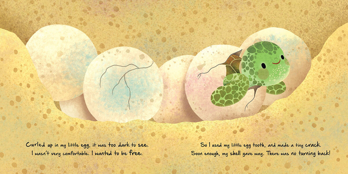 Little Turtle | Scholastic Canada Book Clubs