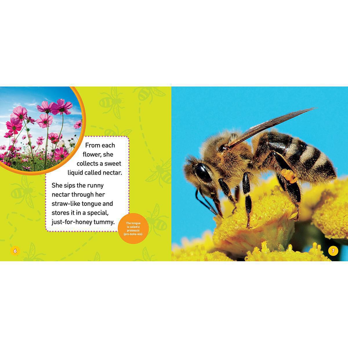 National Geographic Kids: Explore My World: Honey Bees | Scholastic ...