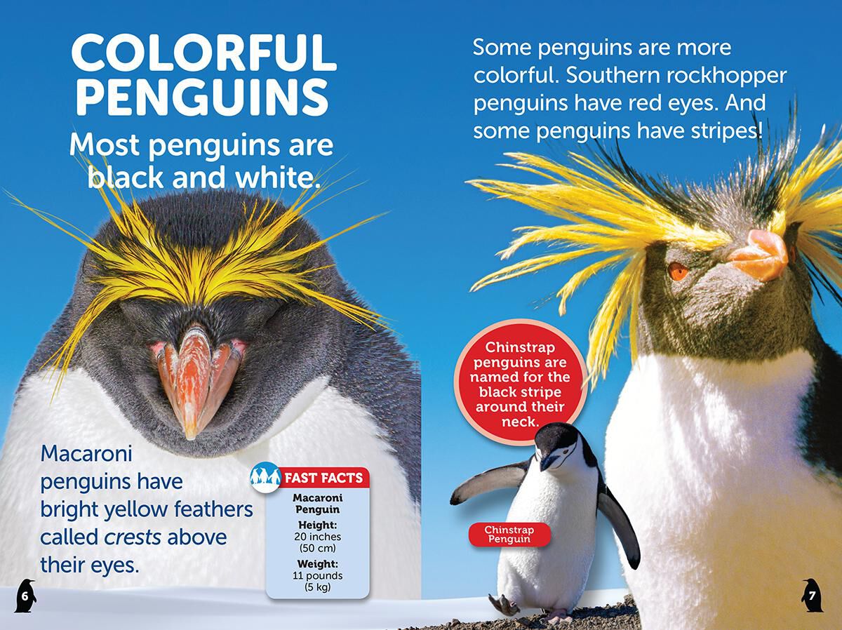 Penguins! | Scholastic Canada Book Clubs