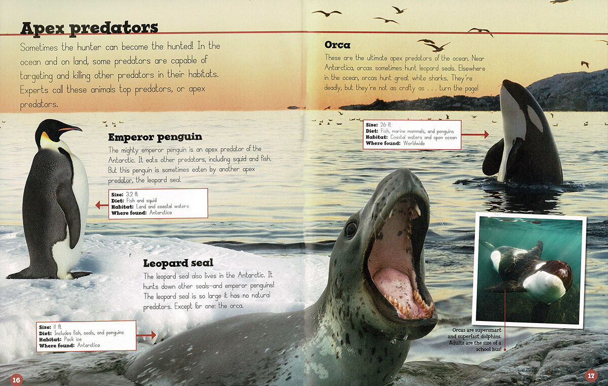 Predators Are Awesome | Scholastic Canada Book Clubs