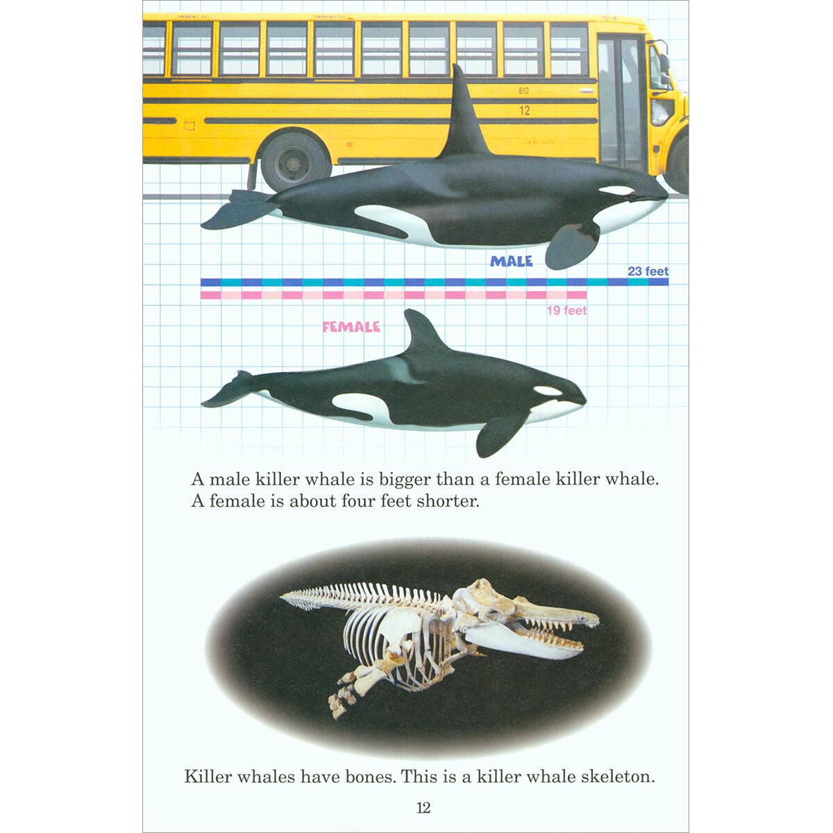 Who Would Win? Killer Whale vs. Great White Shark 10-pack | Les ...