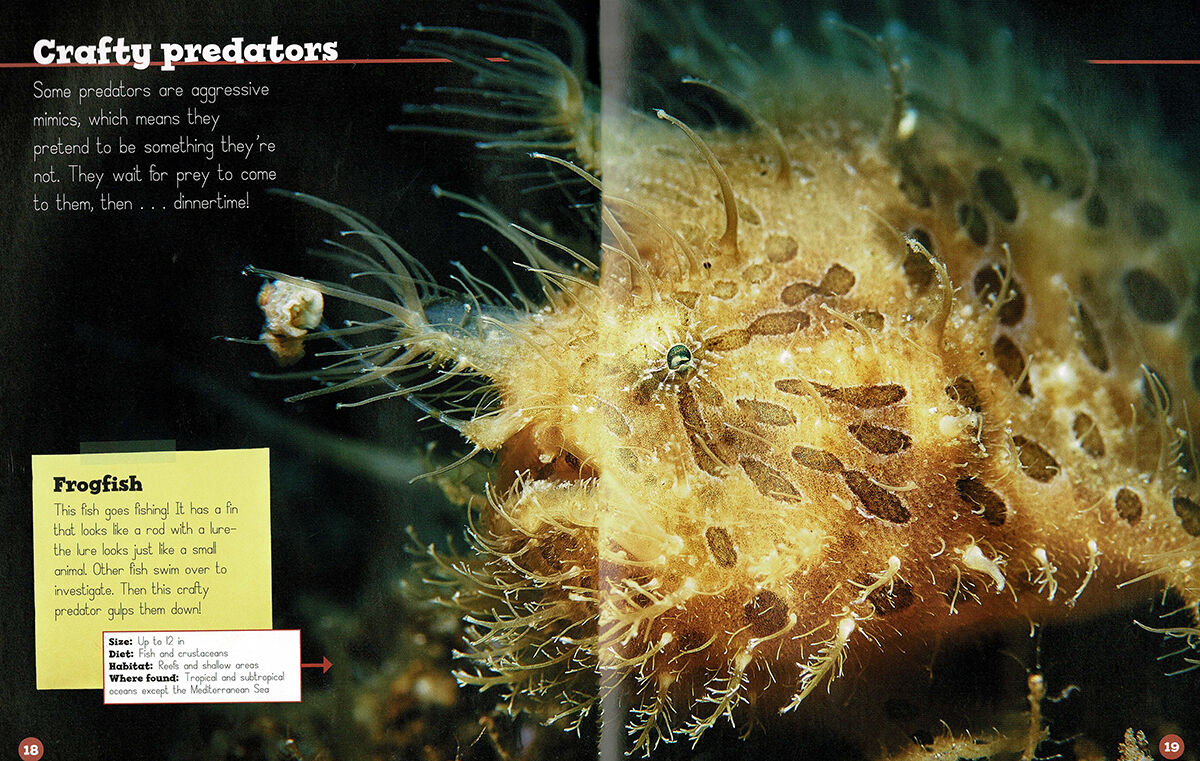 Predators Are Awesome | Scholastic Canada Book Clubs