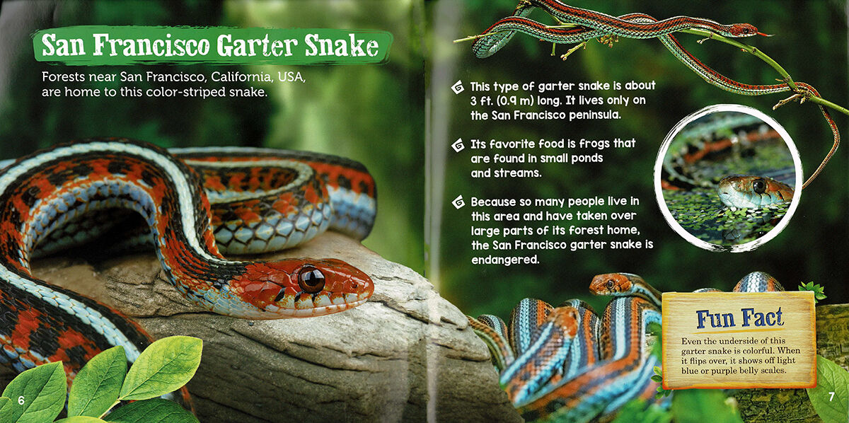 Colourful Creatures | Scholastic Canada Book Clubs